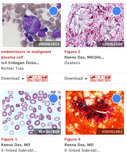 Education - Hematology.org